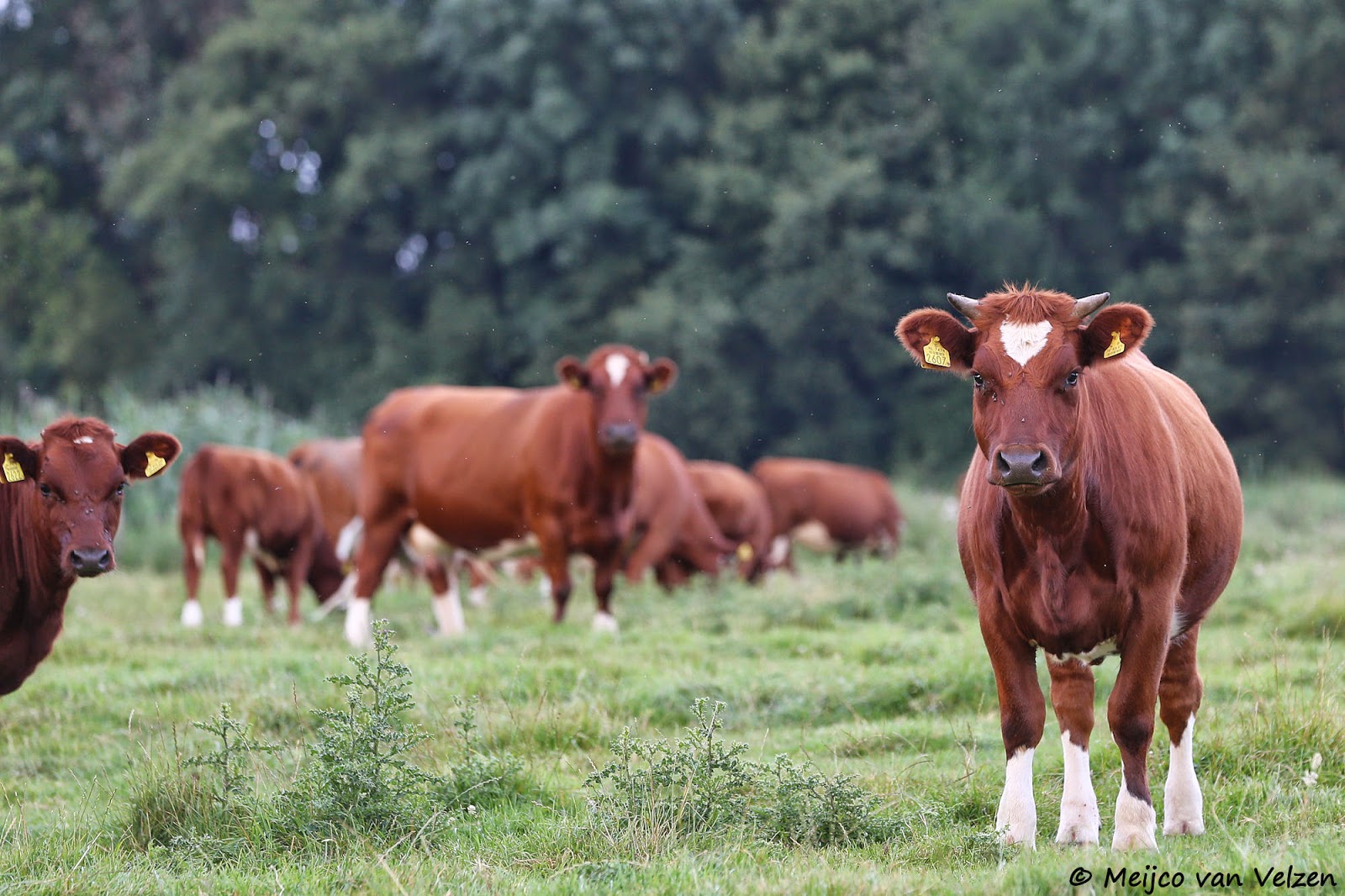 Meijco: Vakantie deel 16 - Ik ook foto
