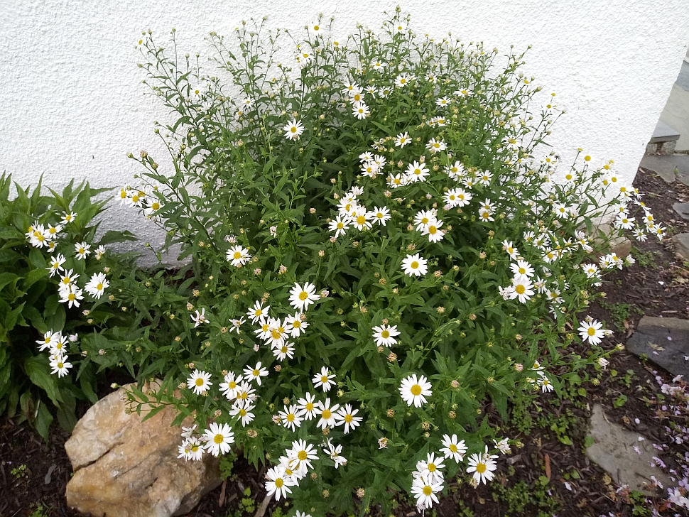 Future Plants by Randy Stewart: Kalimeris - Japanese Aster