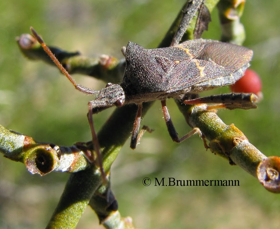 Arizona: Beetles, Bugs, Birds and more: A new True Bug species for our ...