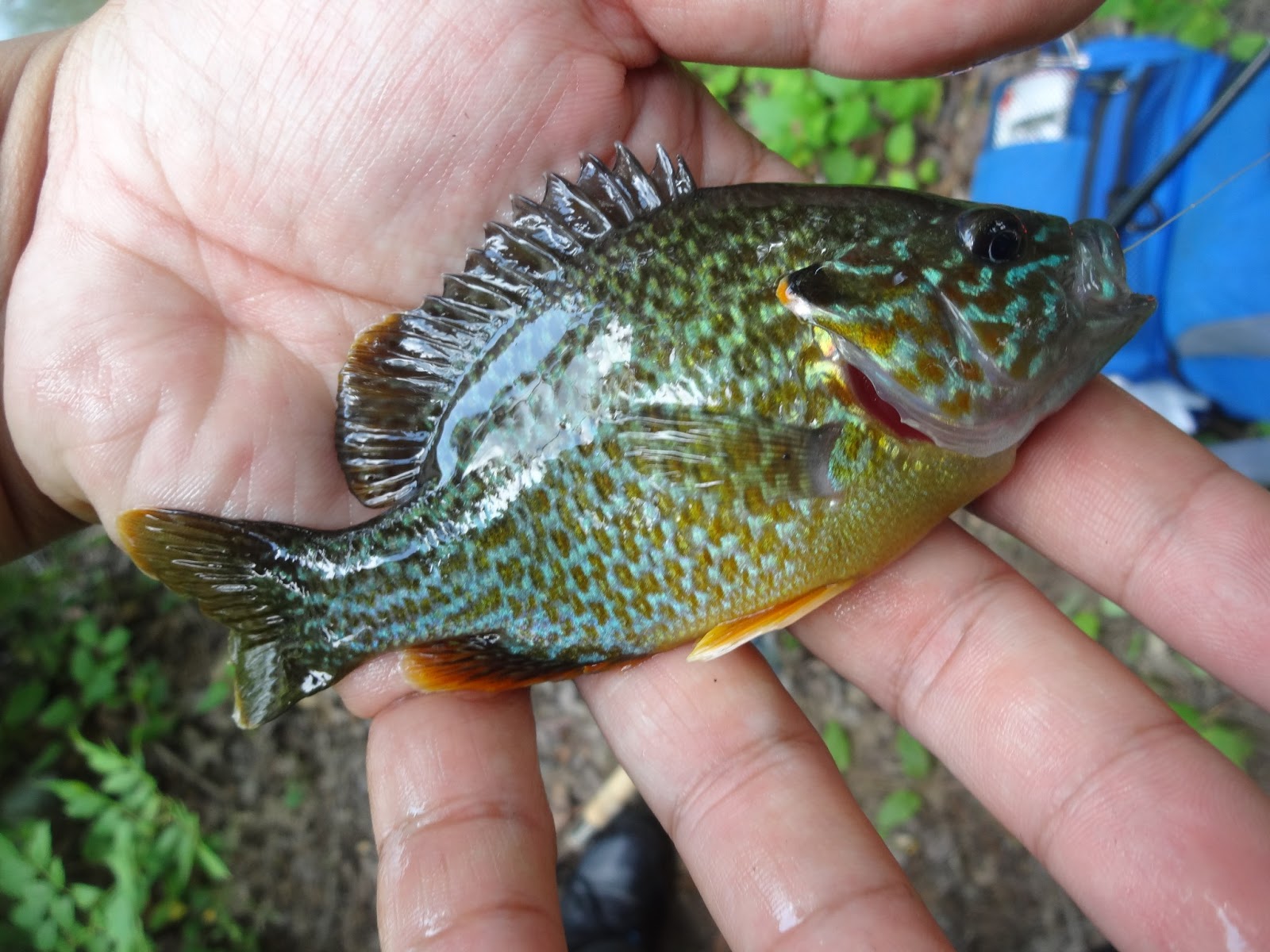 Extreme Philly Fishing: Be a "Sunfish Expert:" A Simple Guide for ...