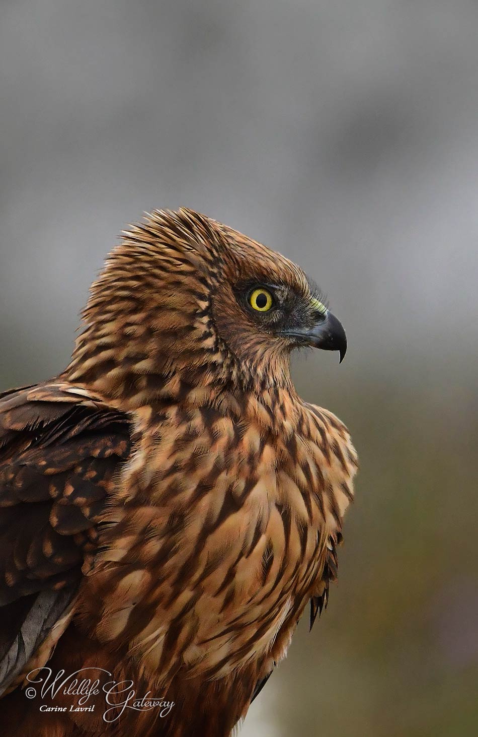 WILDLIFE GATEWAY: Le Busard des roseaux