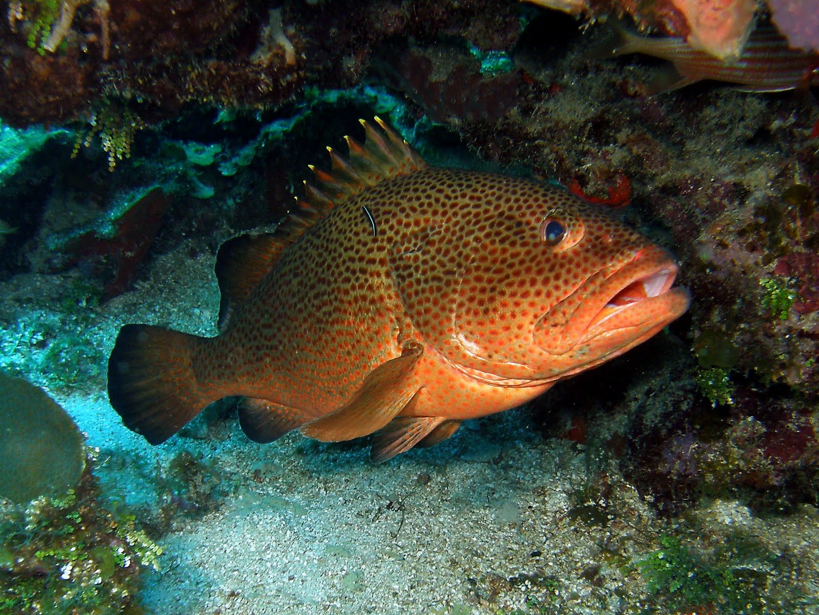 Iluminación Profunda: Cherna enjambre (Roatan, Honduras)