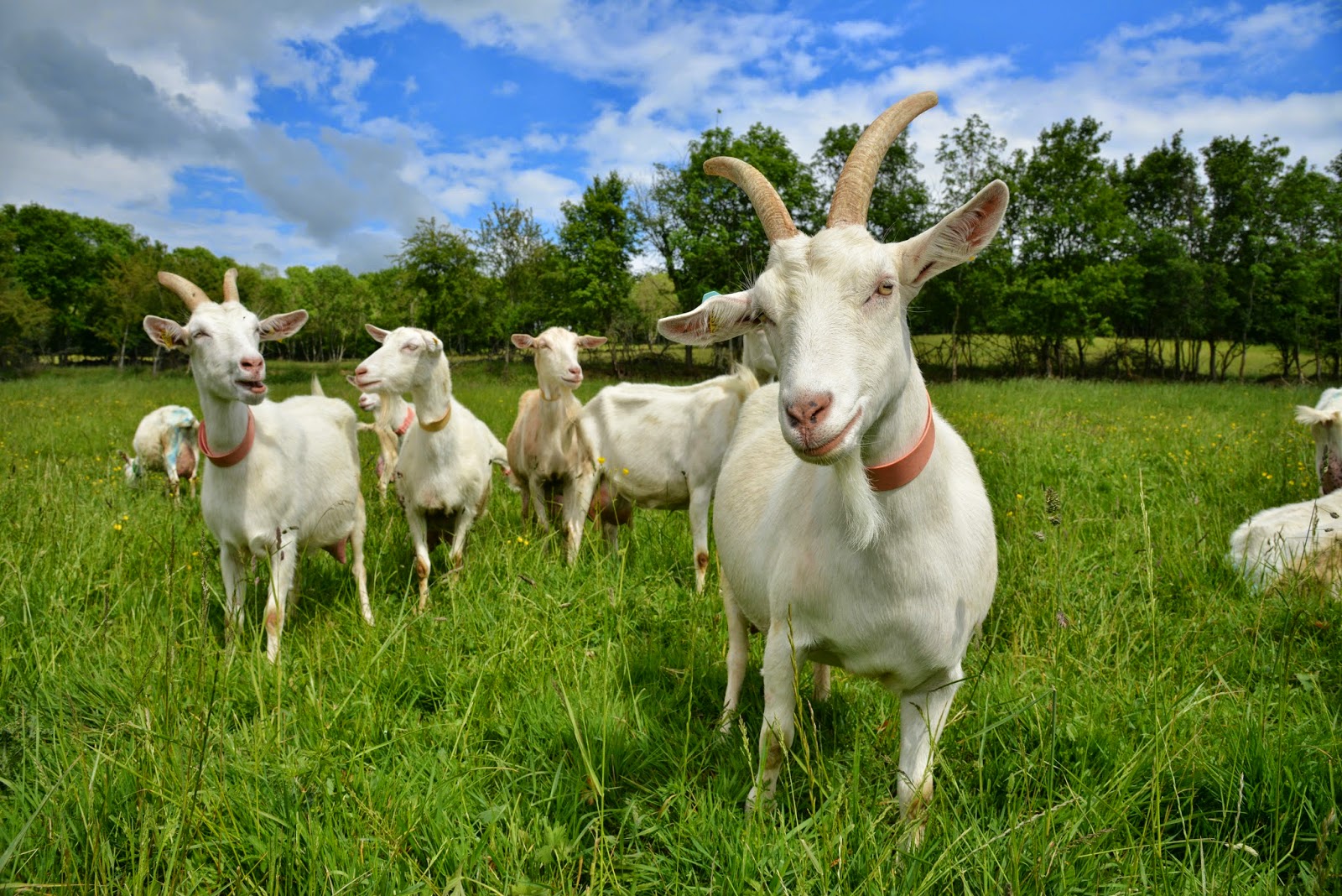La chevrerie de Blancey: Les biques