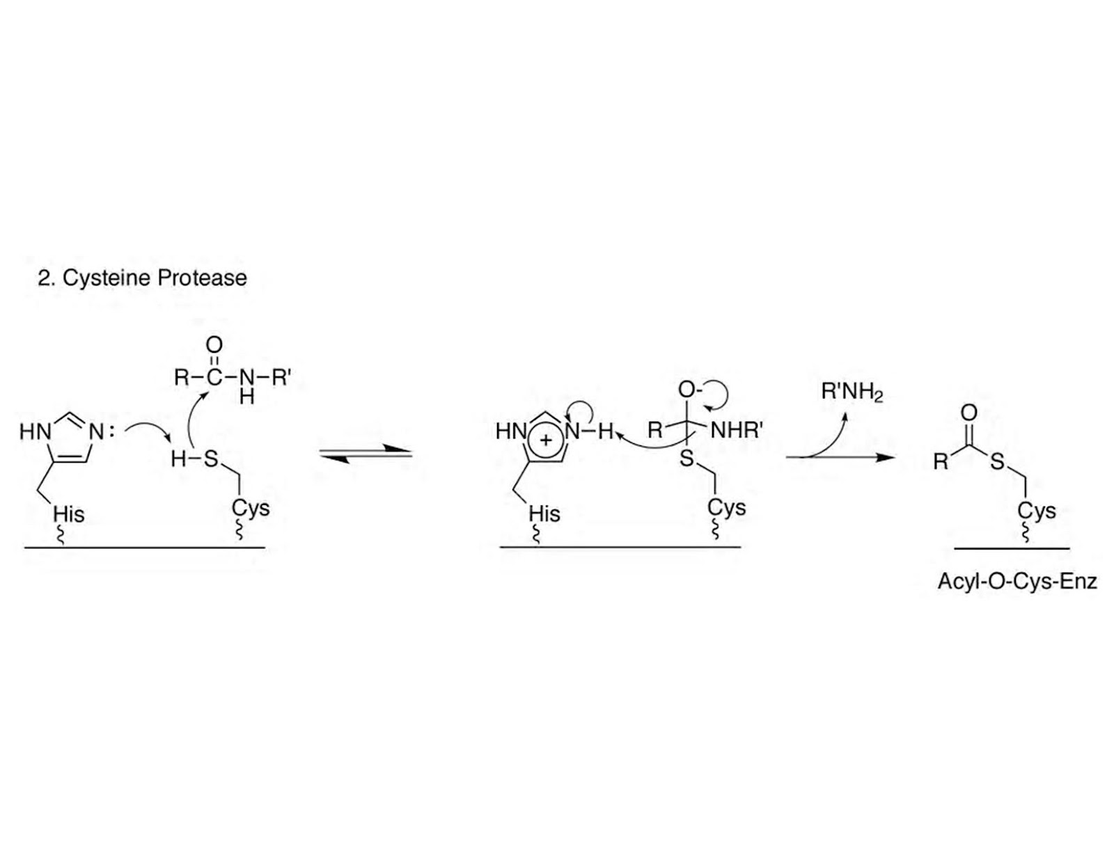 Getting to Know Your Amino Acids: Cysteine