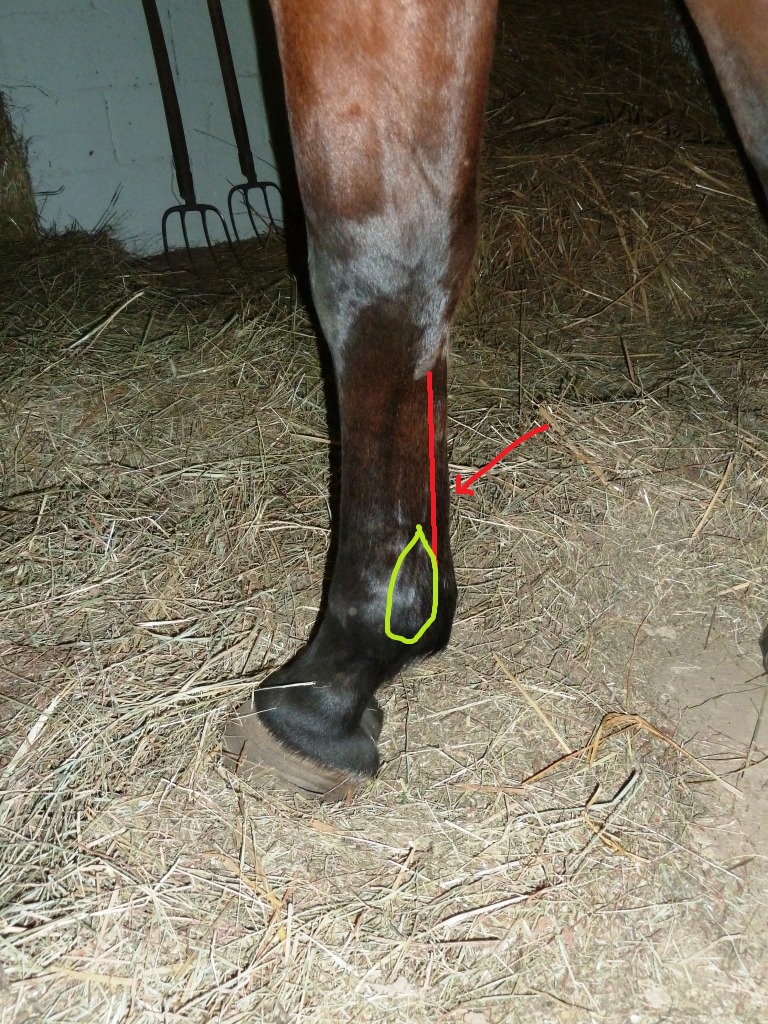 Nél & co: Tendinite chez Néli