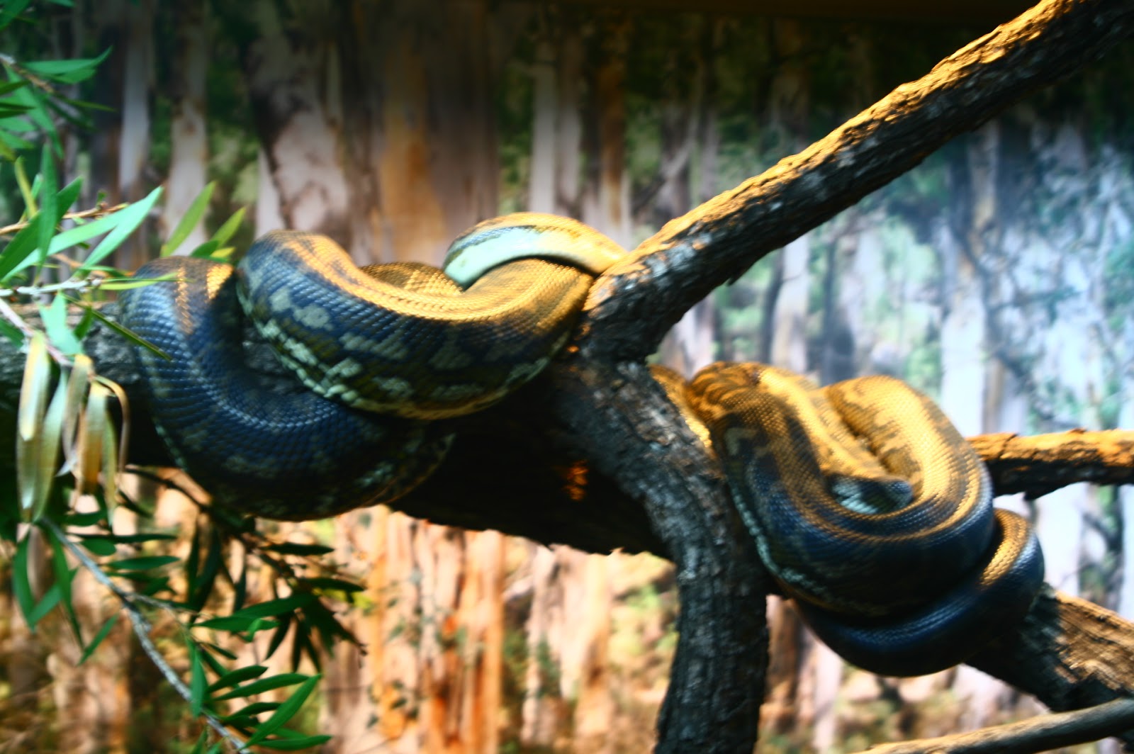 Travel: Perth Zoo, Australia ~ Kisses from Princessarah