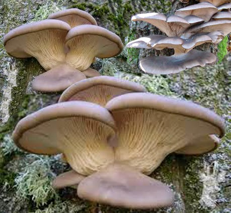 Pleurotus ostreatus: LA SETA DE OSTRA (Pleurotus ostreatus)