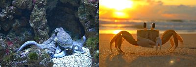 MARISCOS: CRUSTÁCEOS, MOLUSCOS Y CEFALÓPODOS