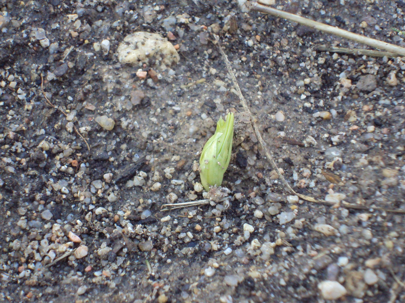 LOS PRIMEROS BROTES | En torno al huerto.