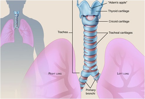Penyakit Pada Sistem Pernapasan Manusia - Pustaka Sehat