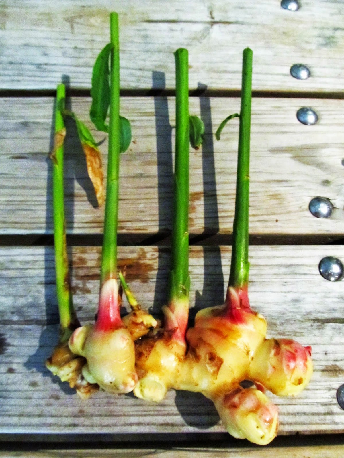 Harmony Valley Farm: Feature: Fresh Baby Ginger