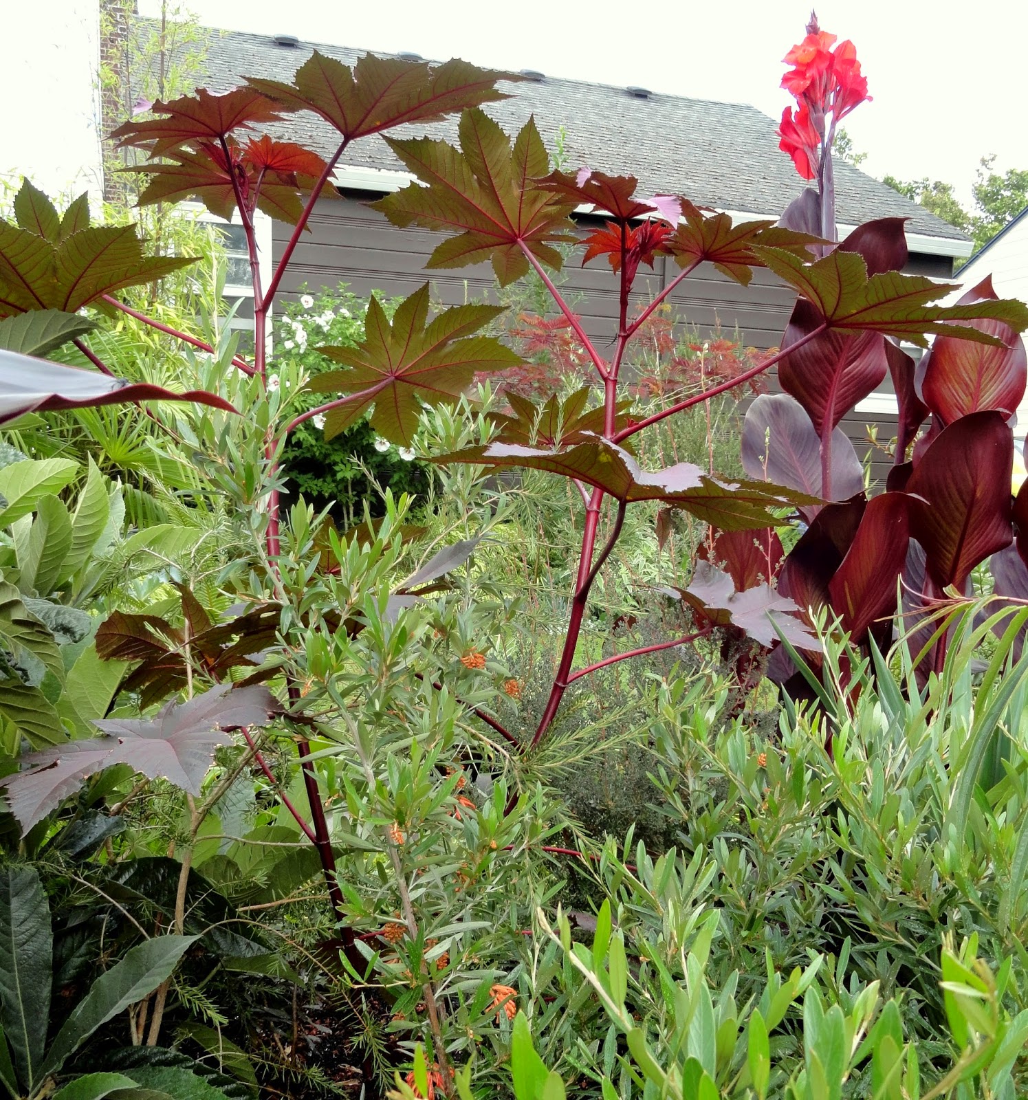 danger garden: Ricinus communis, it’s highly toxic and my favorite ...