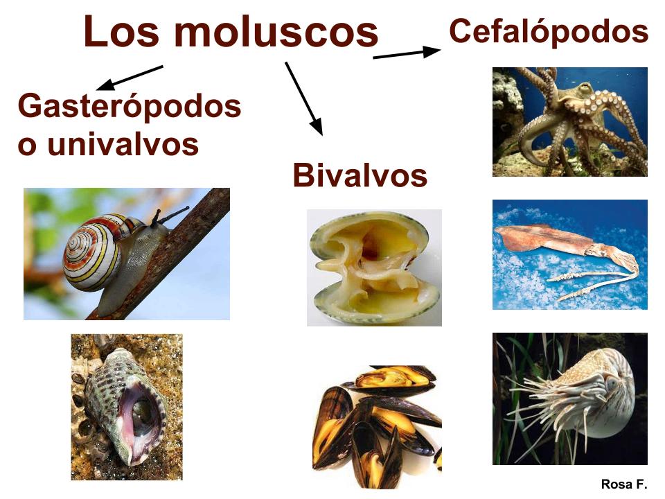 La Chachipedia: Moluscos