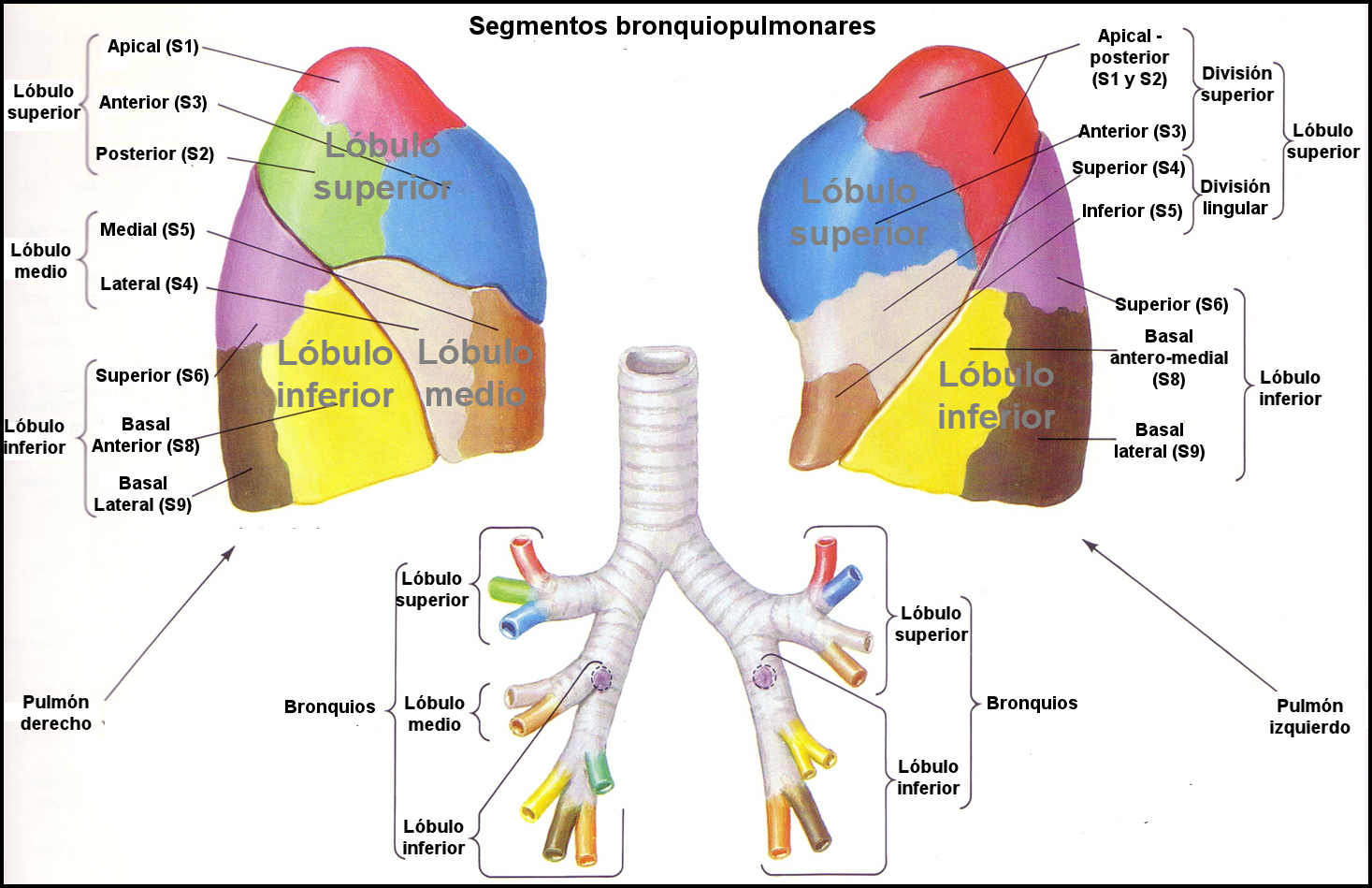 Fisioterapia Respiratoria: Valoración Semiológica del Sistema Respiratorio