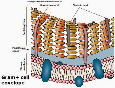 My Microbes Assignment: Propionibacterium acnes