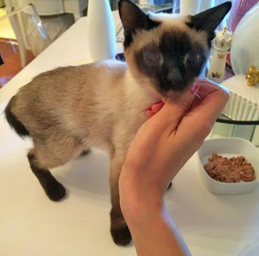 Cat Chit Chat: miniature Siamese cat