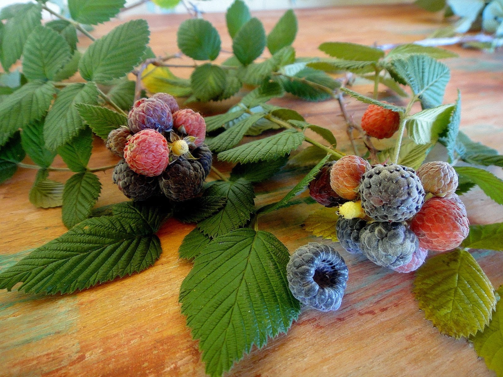 Viveiro Oliveira: Framboesa