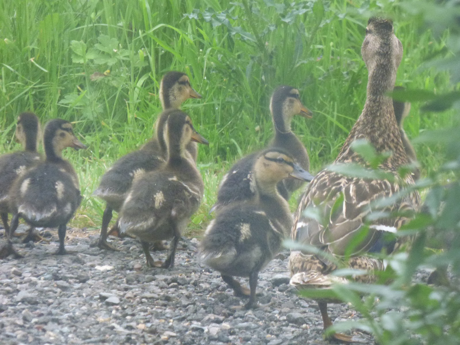 My Quiet Life in Suffolk: The Ducks Came Back