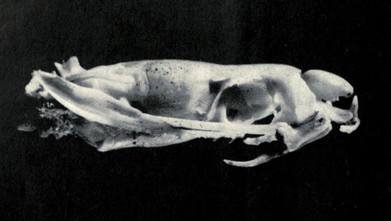 Life is short, but snakes are long: Fea's Pitless Pitvipers