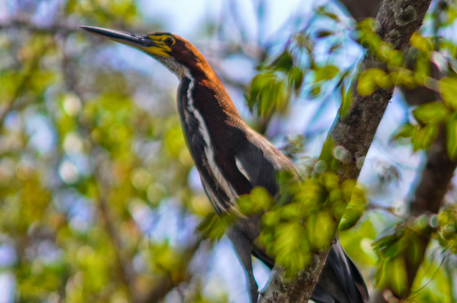 AVES BRASILEIRAS: socó-boi adulto (Tigrisoma lineatum) Rio Tiête ...