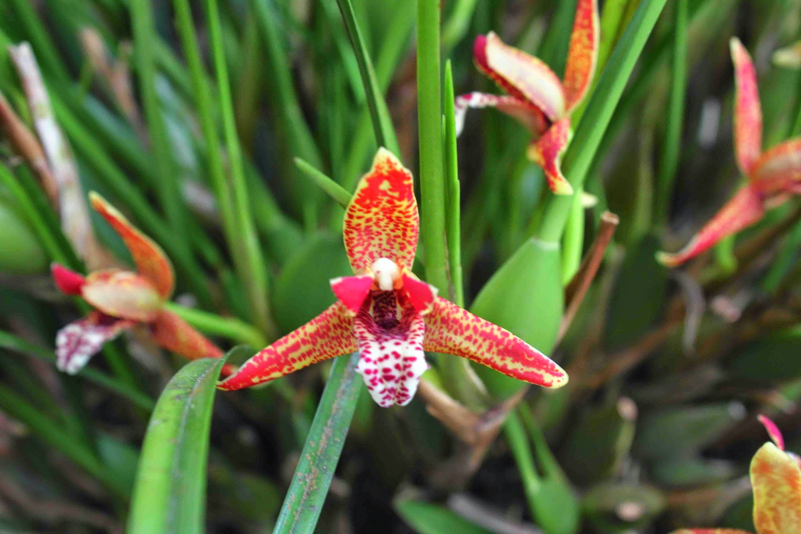 FLORA BEDUGUL BALI: ANGGREK SPECIES BALI