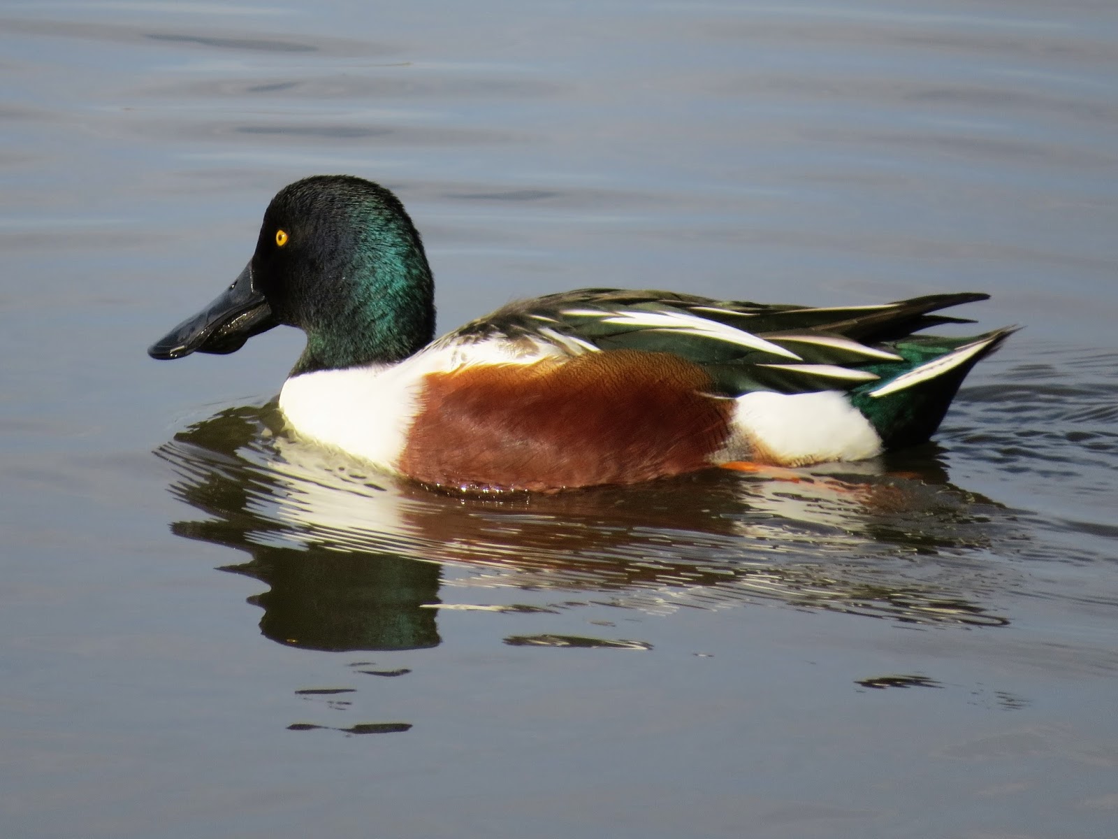 amateurnithologist: Northern Shoveler