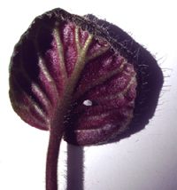 Wiese Acres: Growing African Violets, part 6 – Pests and Diseases
