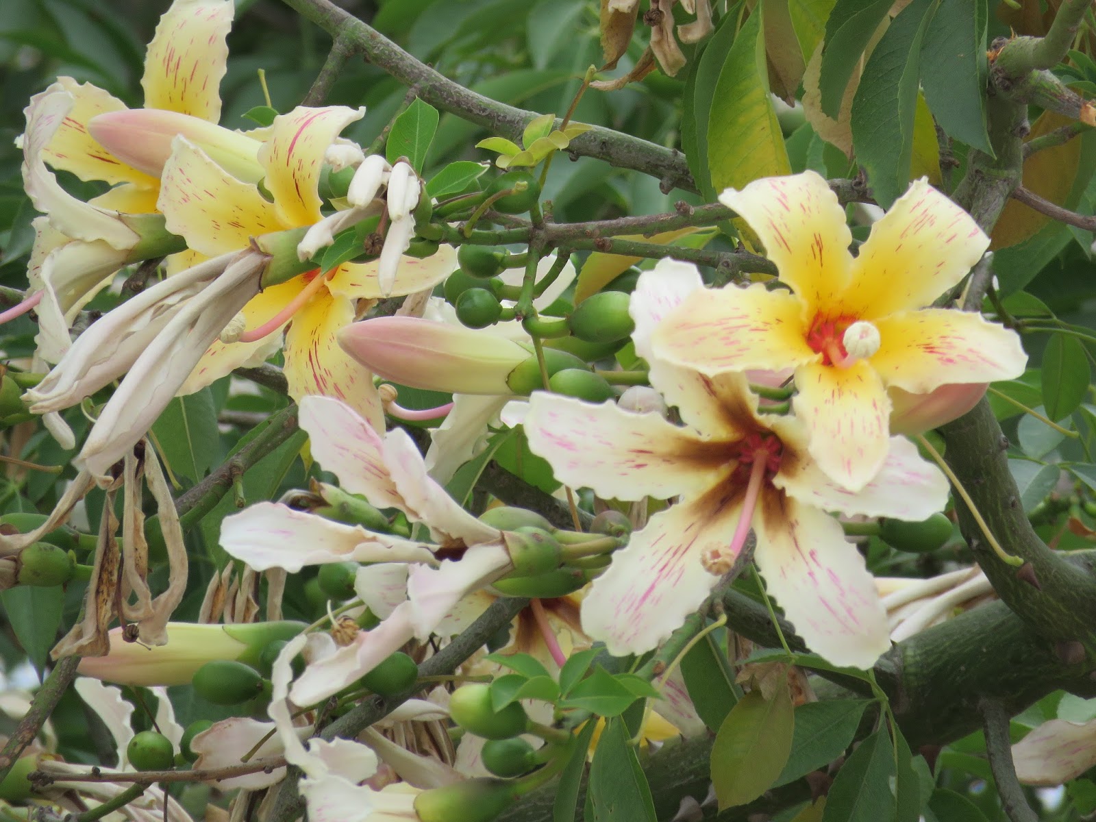 Uma flor por dia: Paineira-branca