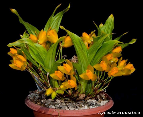 Grupo Orquideófilo del Norte Santafesino: El género Lycaste en México