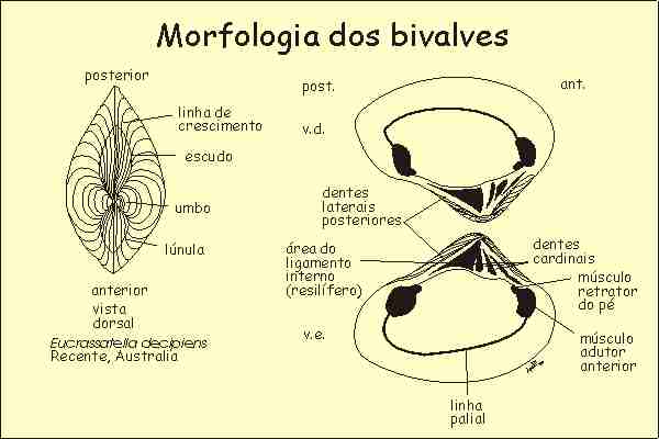 Bivalves & Cefalópodes: Bivalves