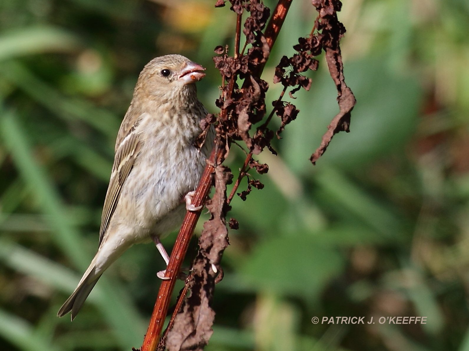 Raw Birds: COMMON ROSEFINCH (1st winter) Carpodacus erythrinus Cape ...