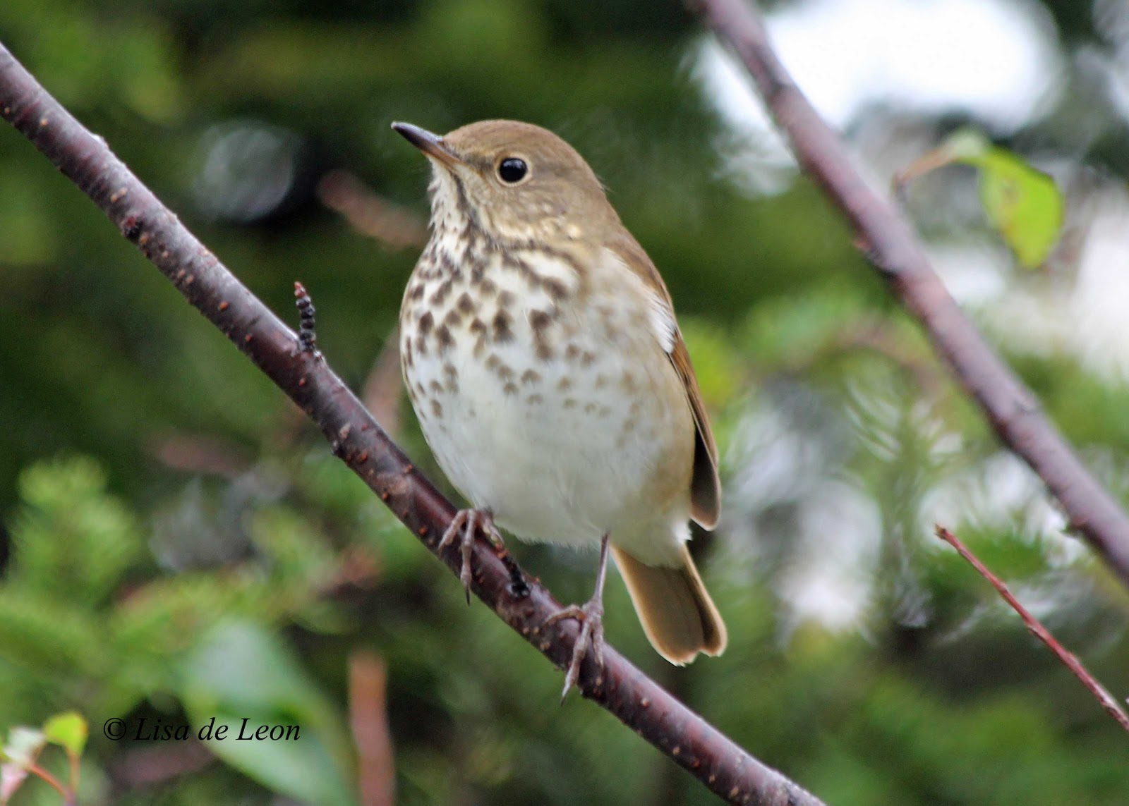 Birding with Lisa de Leon: Hermit Thrush Surrounded Us!