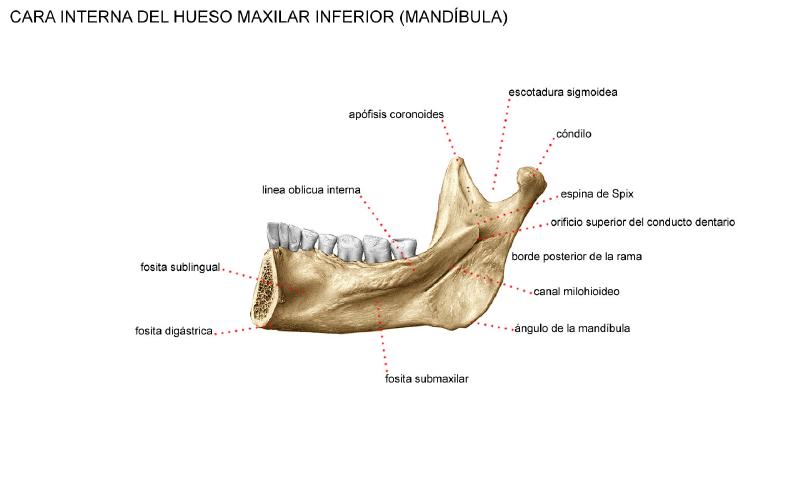 Huesos que componen la Cavidad Oral: HUESO MANDIBULAR O MAXILAR INFERIOR