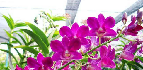 Macam-Macam Jenis Tanaman Anggrek Dan Pengelompokan Nya - SEPUTAR BUDIDAYA