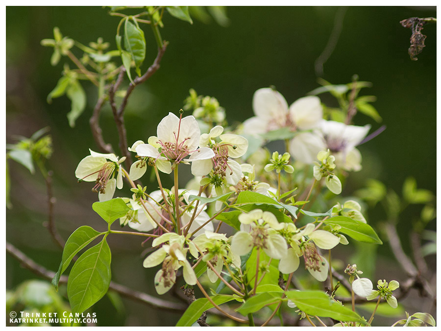 breathing space: a sunday morning tree walk