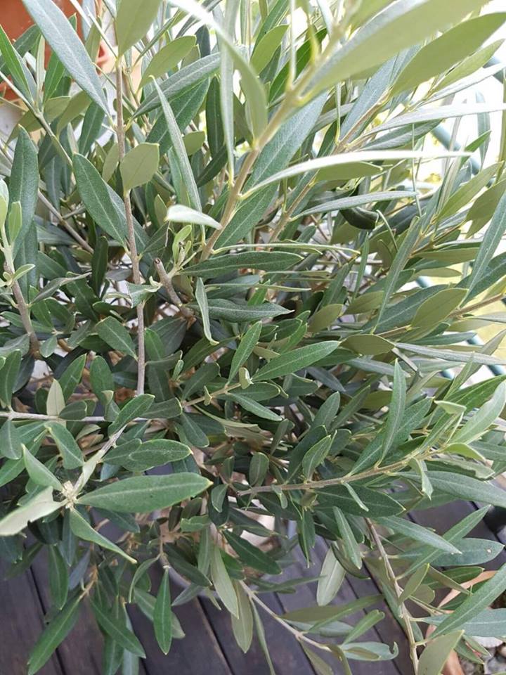 7 kwiatów: Oliwka europejska - uprawa i pielęgnacja