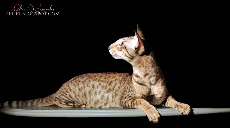 Felill: Färger (siames & oriental)