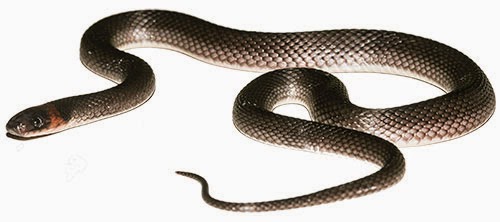 Serpent Research: A new snake from Trinidad, and its significance to ...