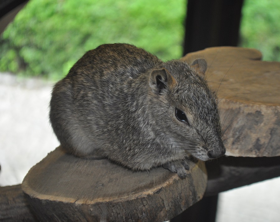 ZOOTOGRAFIANDO (6.100 ANIMALS): MOCÓ / MOCO (Kerodon rupestris)