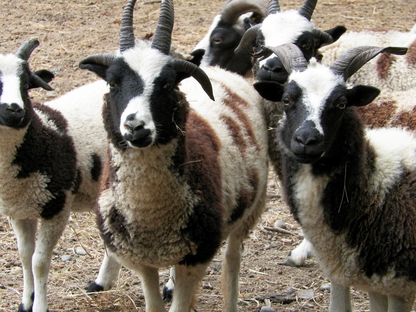 Red Dog, Spotted Sheep: Daughter of Cedar Pond's Mara and Cedar Pond's ...