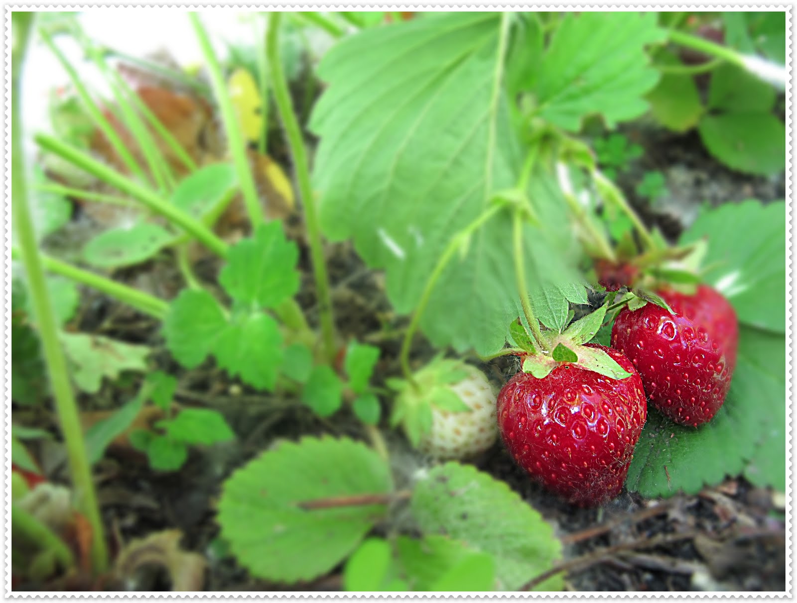 Strawberry Jam - Enough With the Sharing Already - Purple Chocolat Home