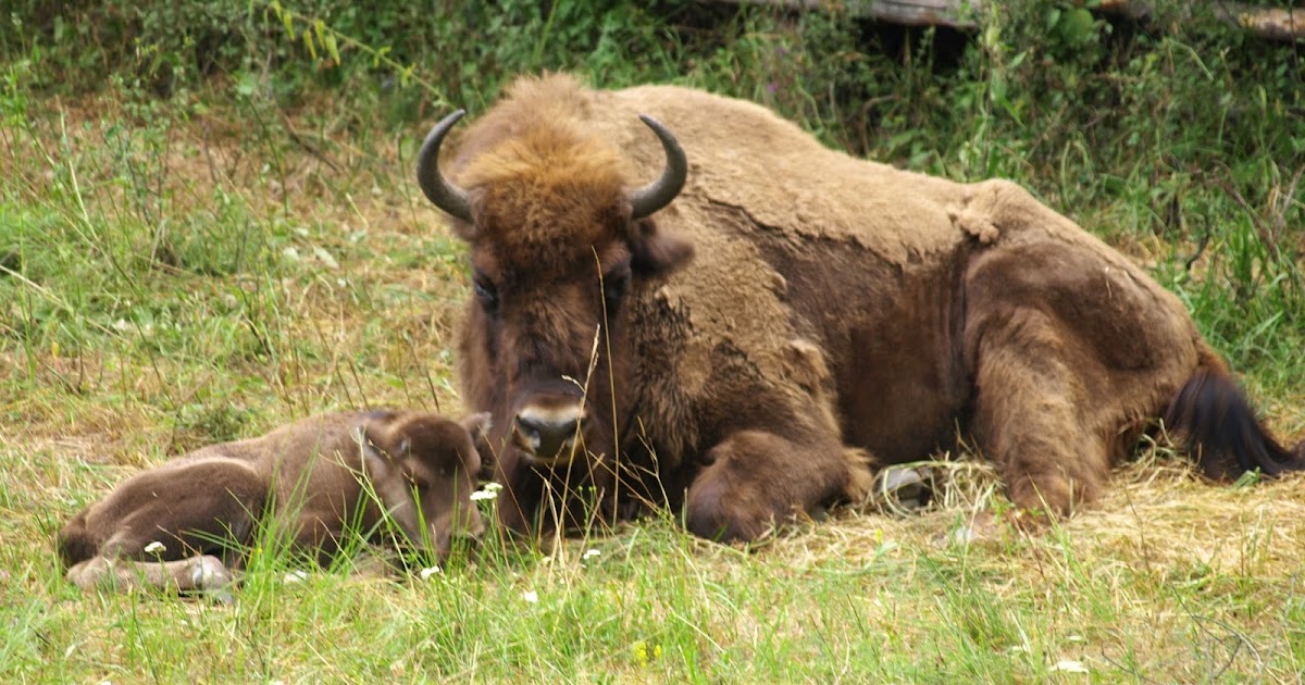 ANIMALE: Bizonul (bison) este un gen de animale erbivore masive din ...