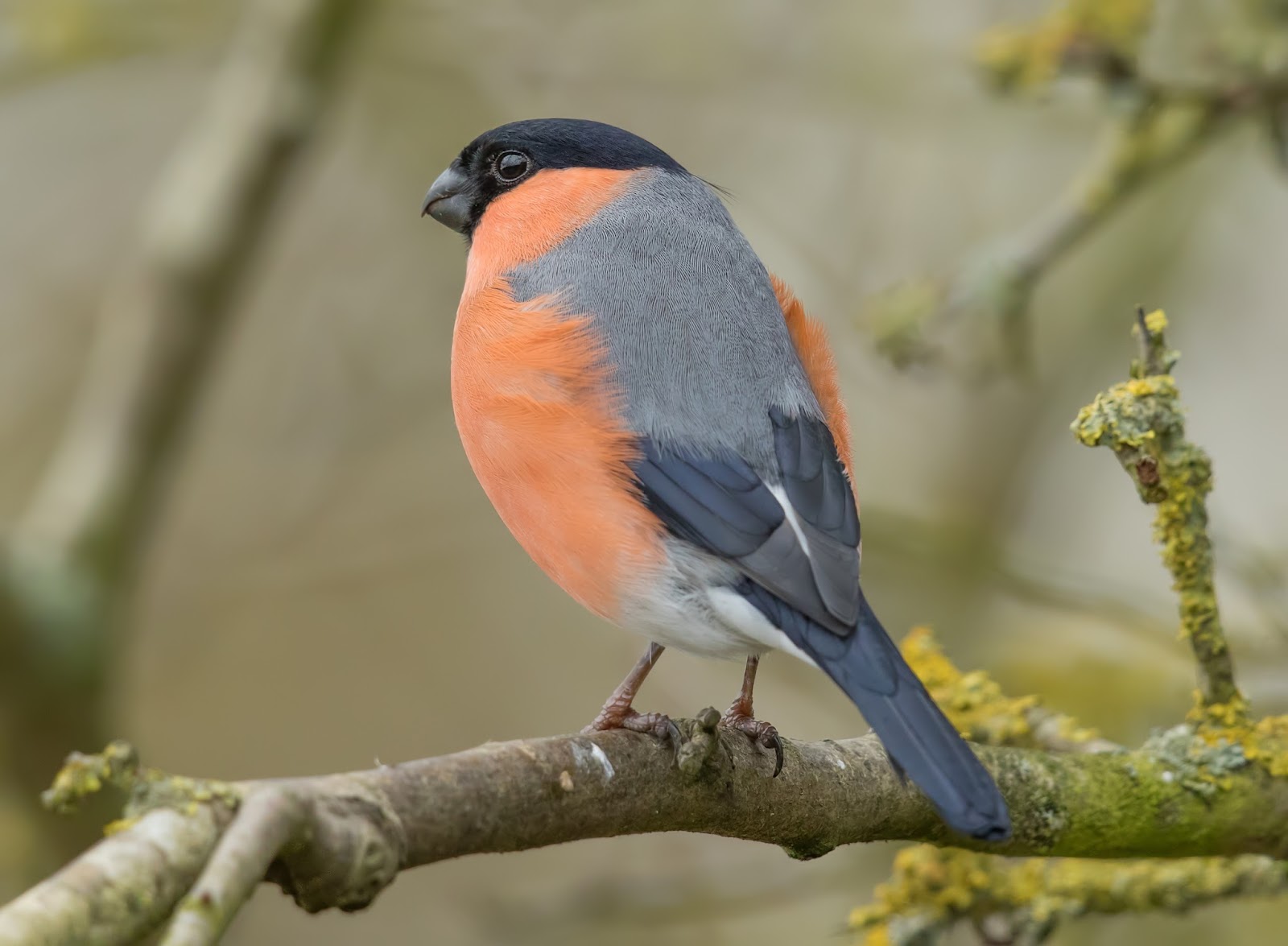 Northamptonshire Birding: Long-lived Chaffinch