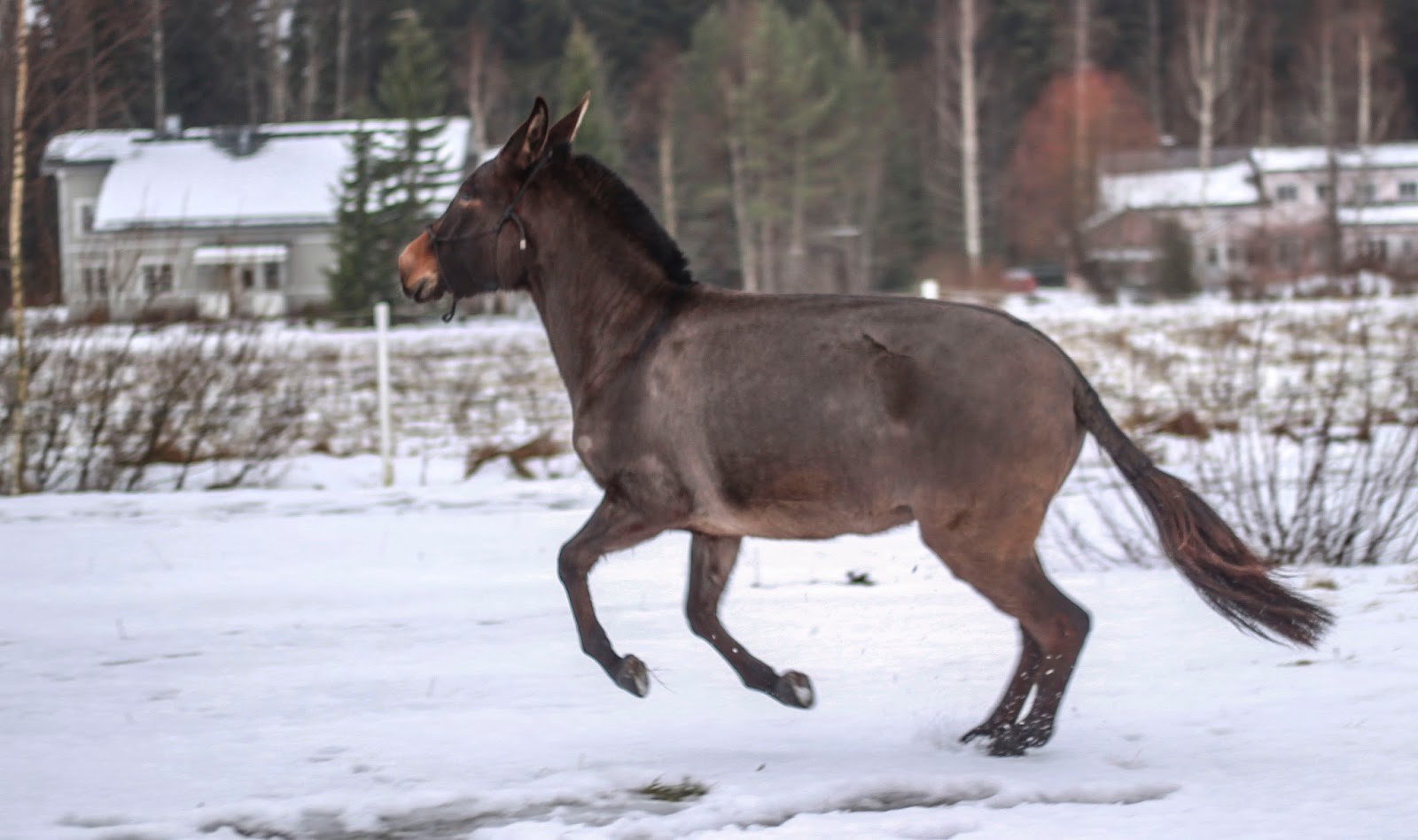 Muuliprojekti: tammikuuta 2017