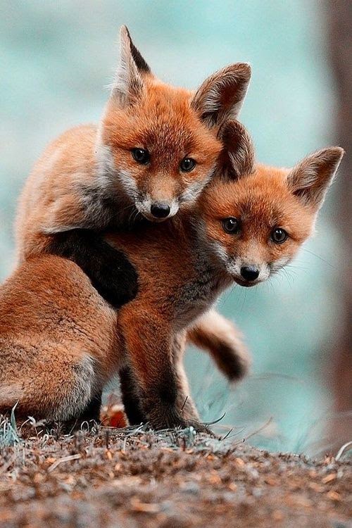 Fox Babies | Birds and Animals Collection