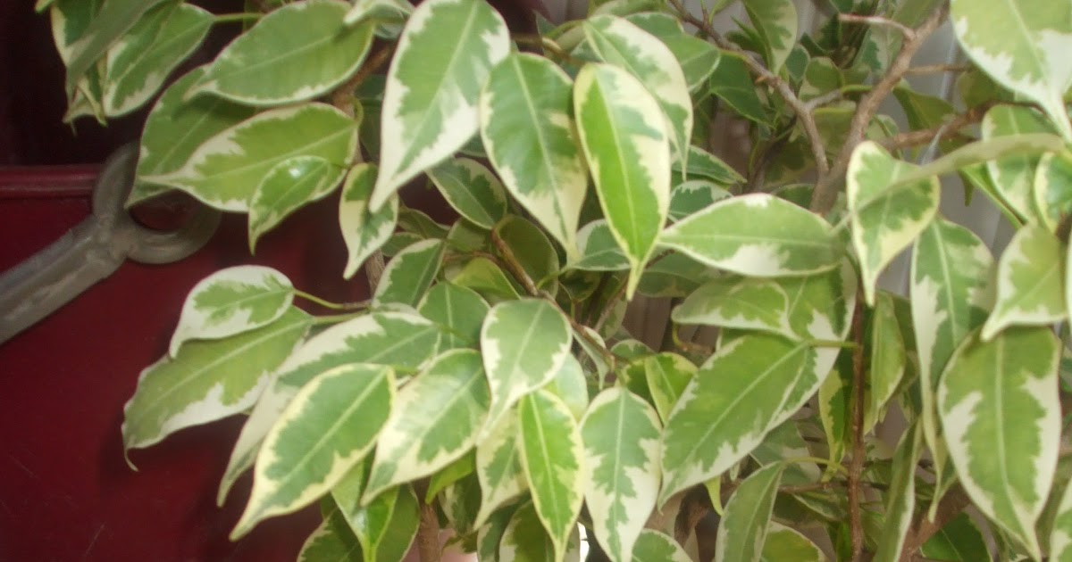 Lopott virág: Kislevelű fikusz (Ficus benjamina)