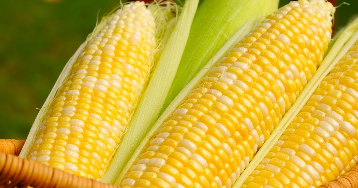 Bijirin Sumber Makanan Dunia; Jagung (Corn) |MyRokan