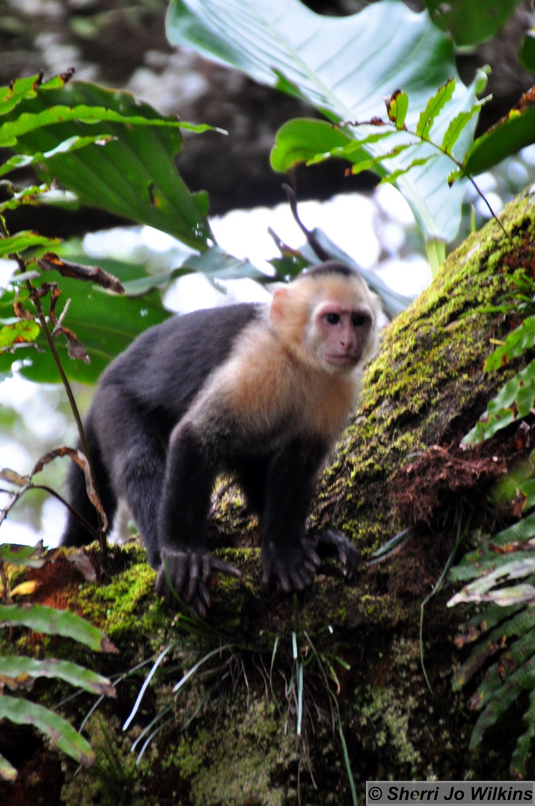 Sherri Jo's Because I Can World Tour: Costa Rica - Contra Airplane and ...