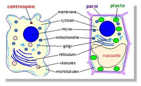 Biology inc: La Cellule - La structure