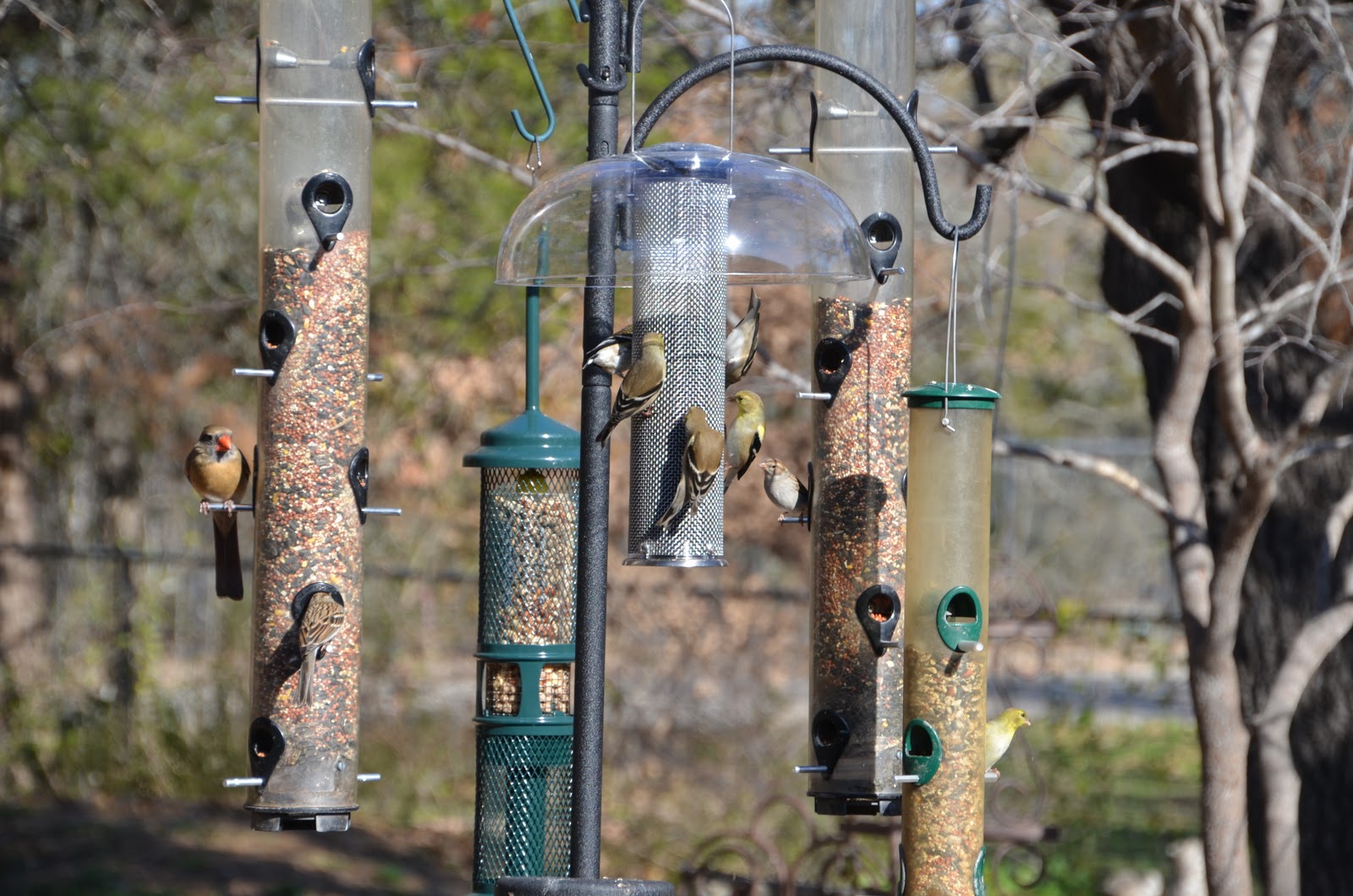 Garden Ally: Birdie Buffet with Surprise Visitor